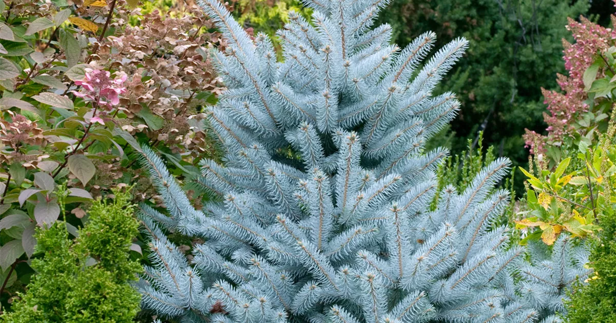 Picea pungens 'Baby Blue'