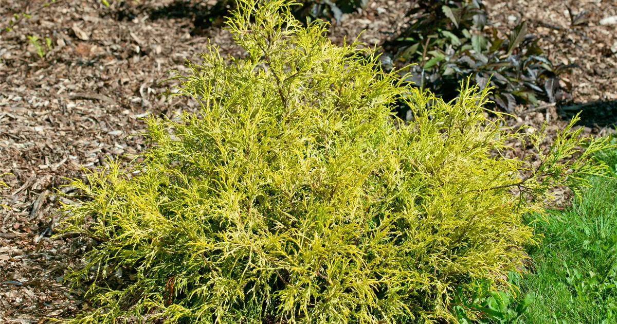 Chamaecyparis pisifera 'Lemon Thread'
