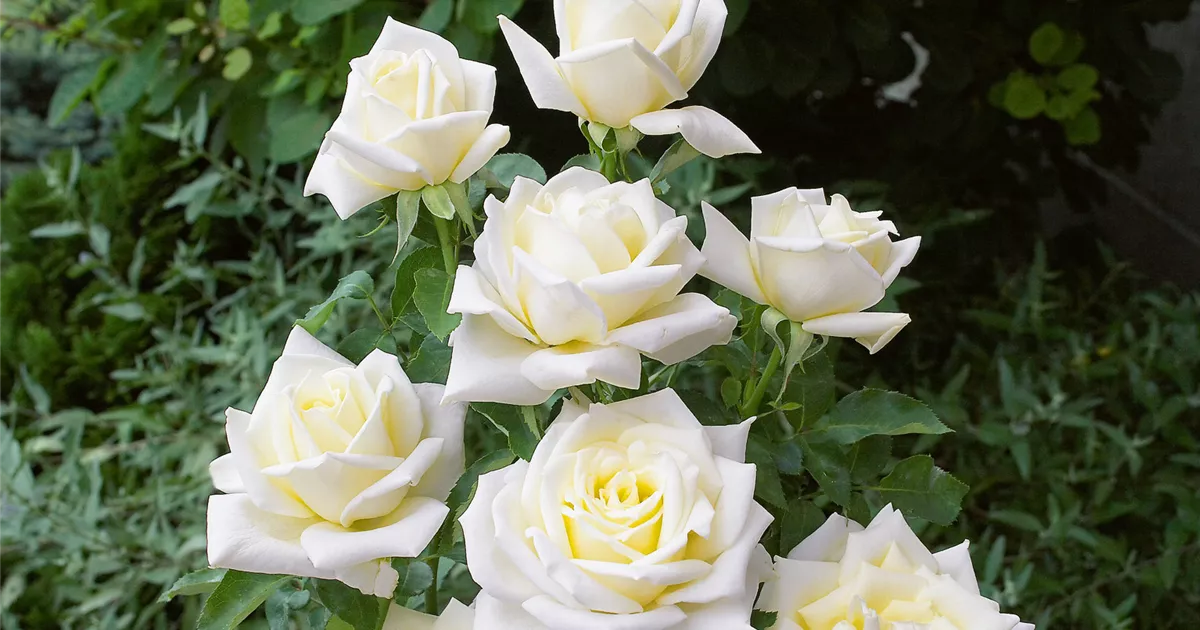 Rosa 'Virgo' (Edelrose)