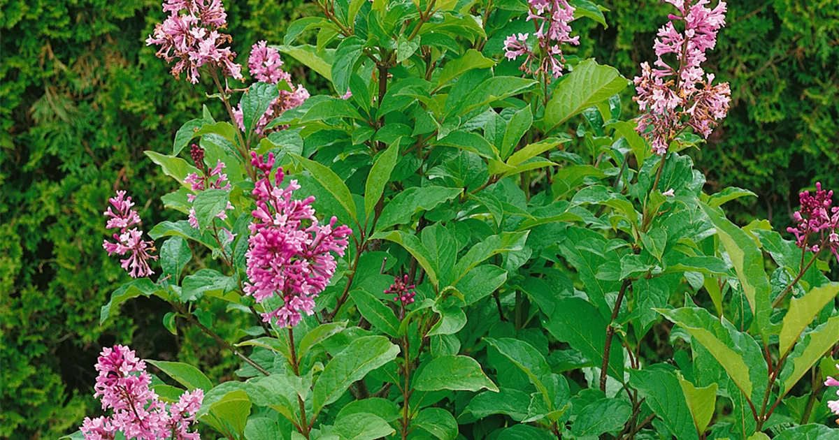 Syringa villosa 'Royalty' (Villosae-Gruppe)