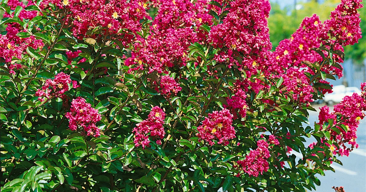 Lagerstroemia indica 'Carolina Beauty'